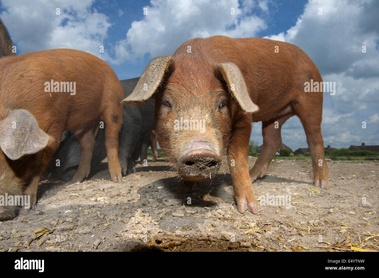 Oxford Sandy and Black pigs,kept domestically for their meat for food ...