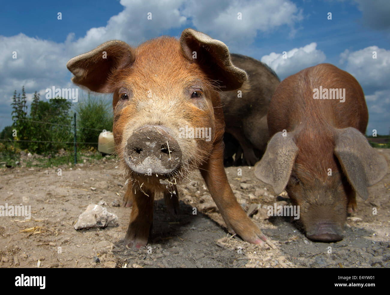 Oxford Sandy and Black pigs,kept domestically for their meat for food ...