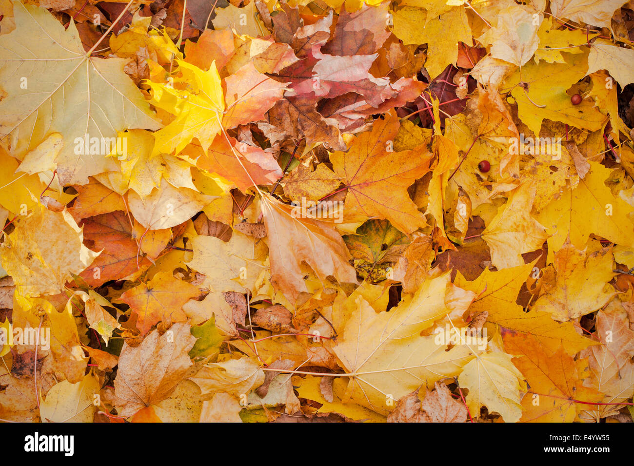 Abstract image autumn hi-res stock photography and images - Alamy