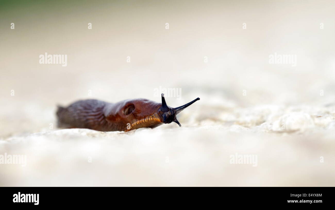 Slug on the ground Stock Photo - Alamy