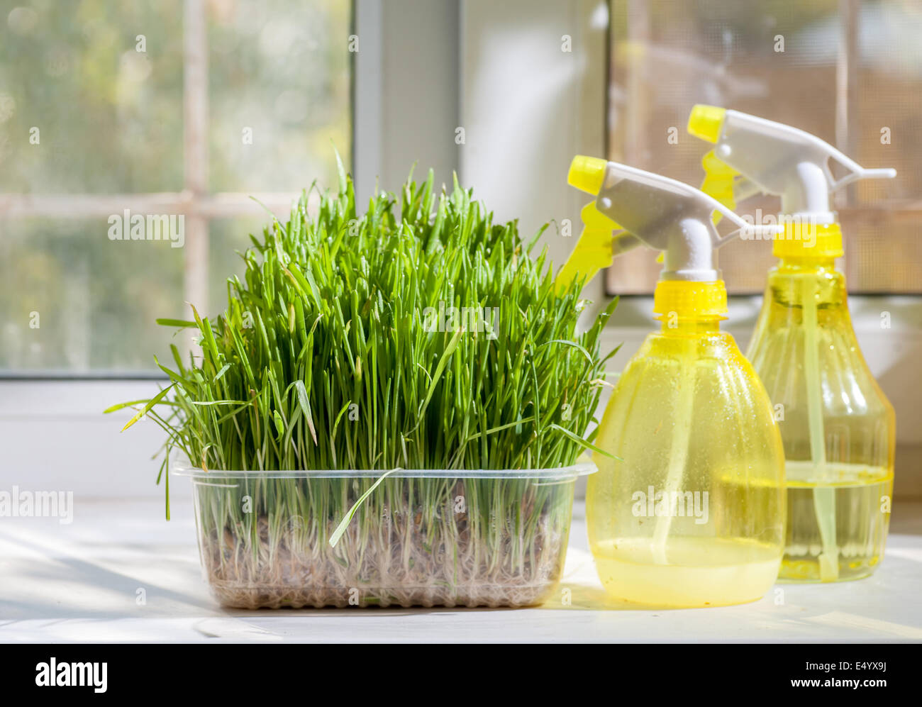 Window grass indoor hi-res stock photography and images - Alamy
