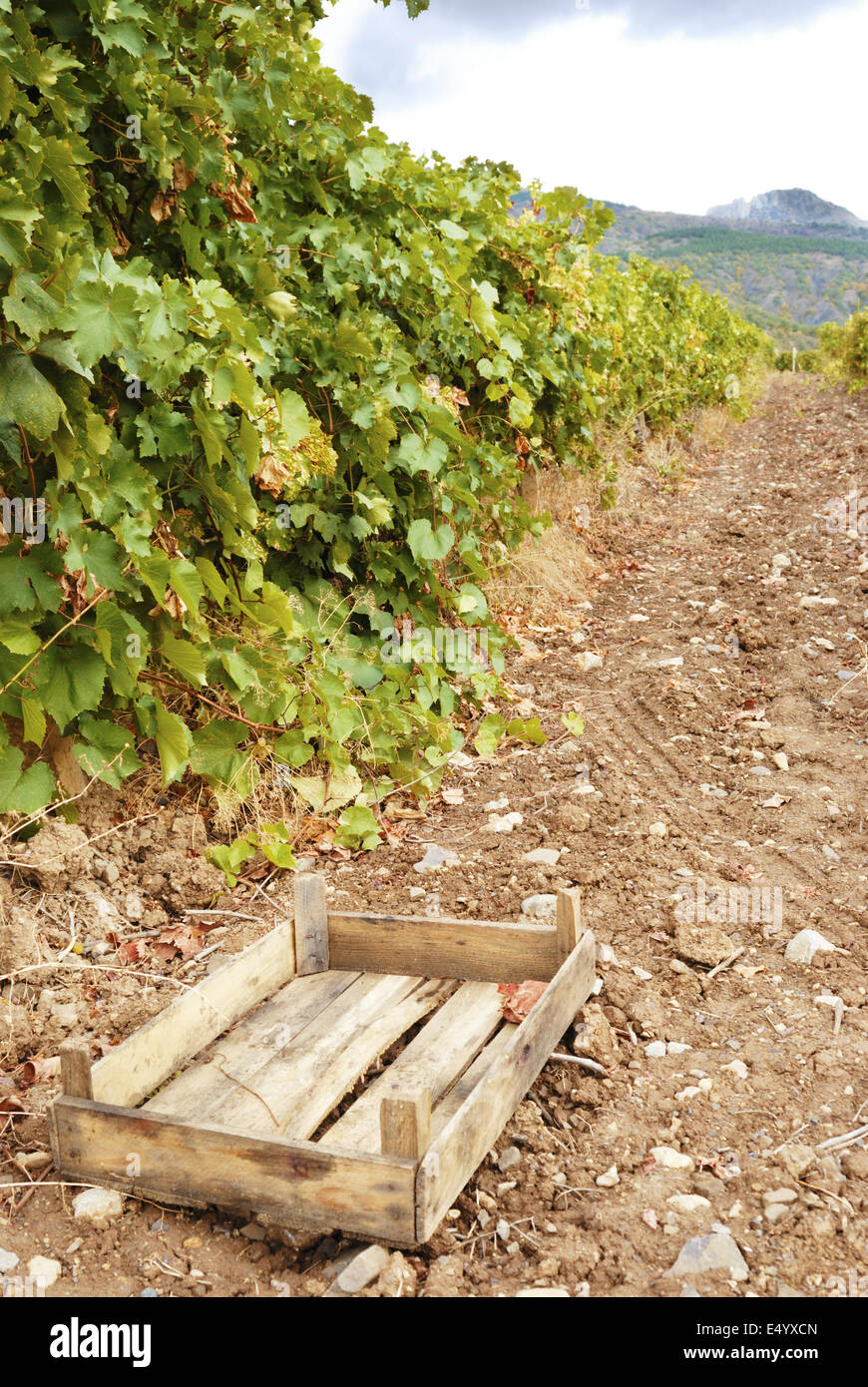 Empty boxes for grapes Stock Photo - Alamy