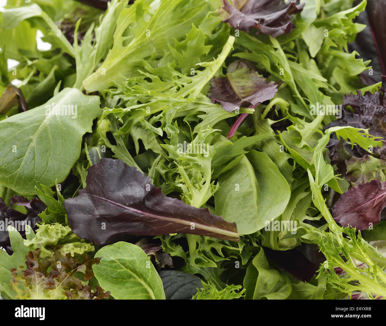 Purple leaves salad hi-res stock photography and images - Alamy
