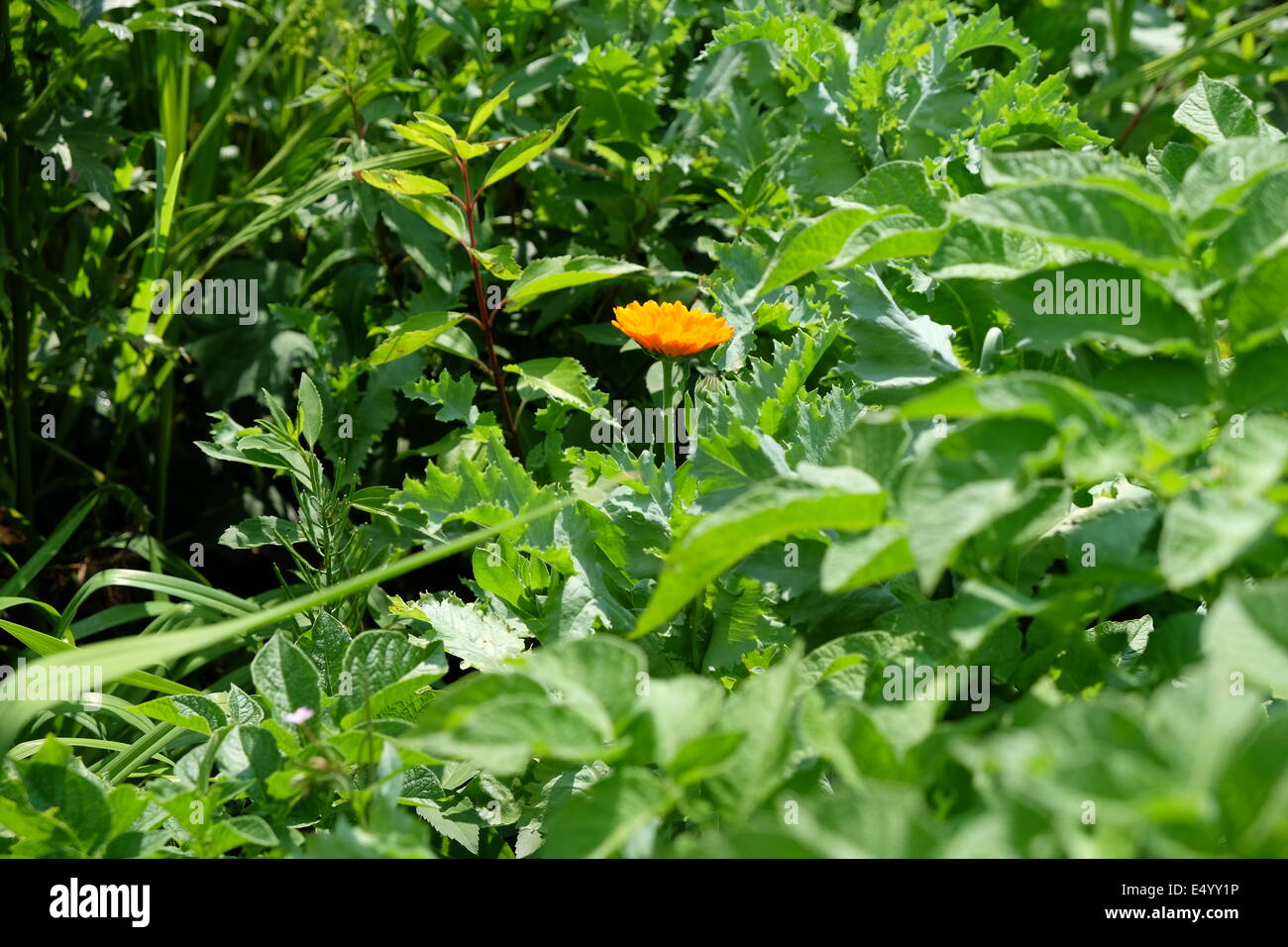 Calendula flower hi-res stock photography and images - Alamy