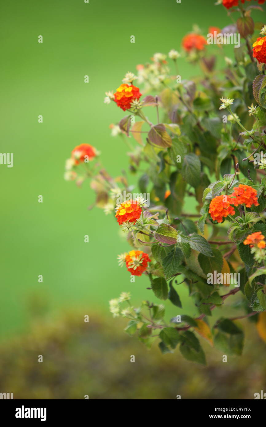 Orange flowers of the marmalade bush Stock Photo - Alamy