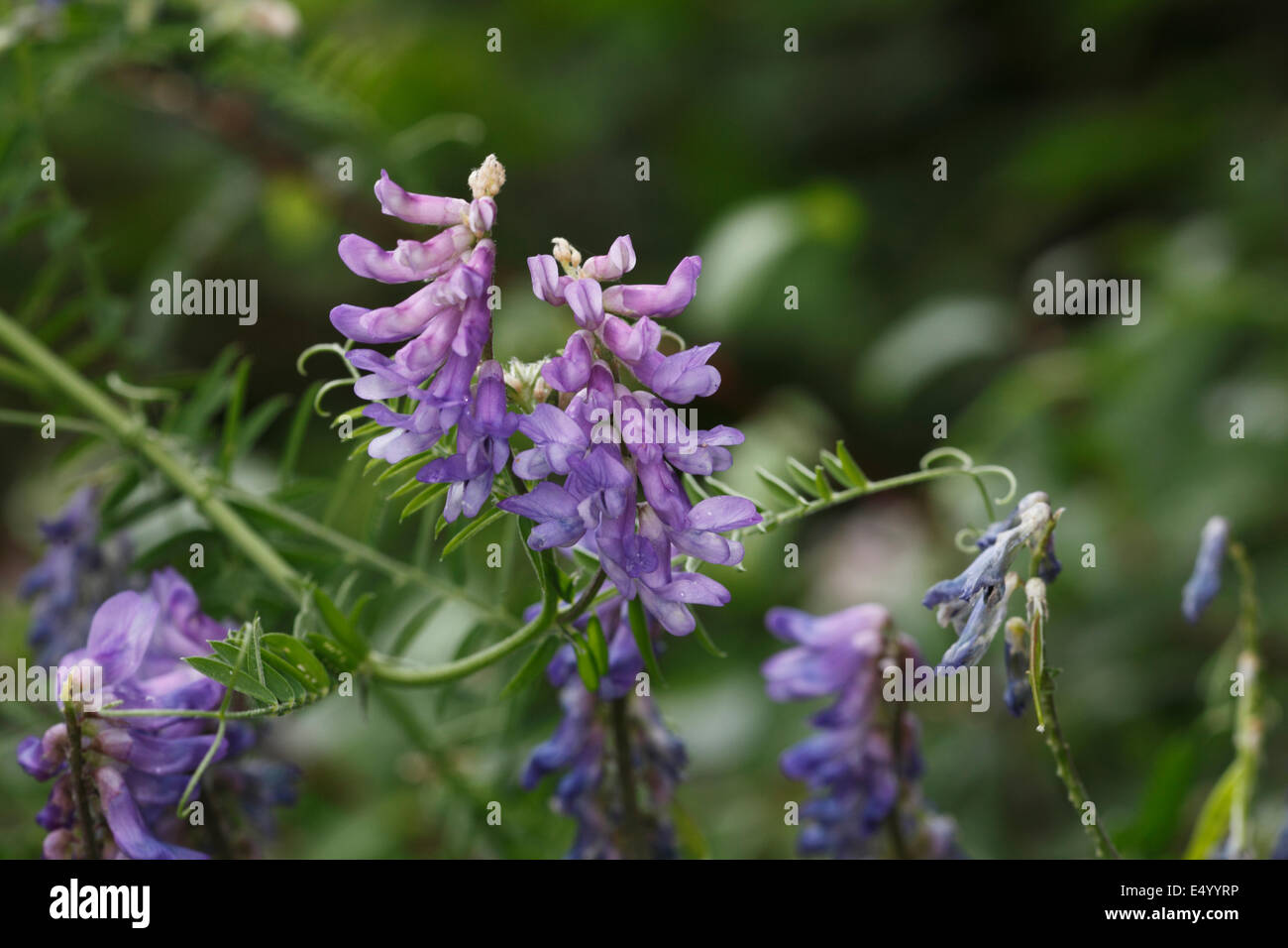 Vicia dasycarpa, Purple or Common Vetch Stock Photo - Alamy