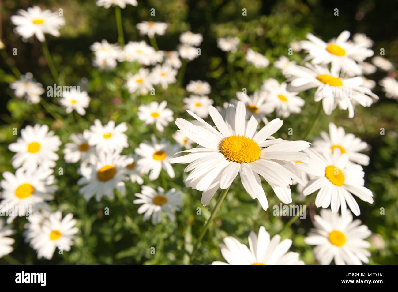 collection and clump of lots of pretty Oxeye daisy plants flowers at ...
