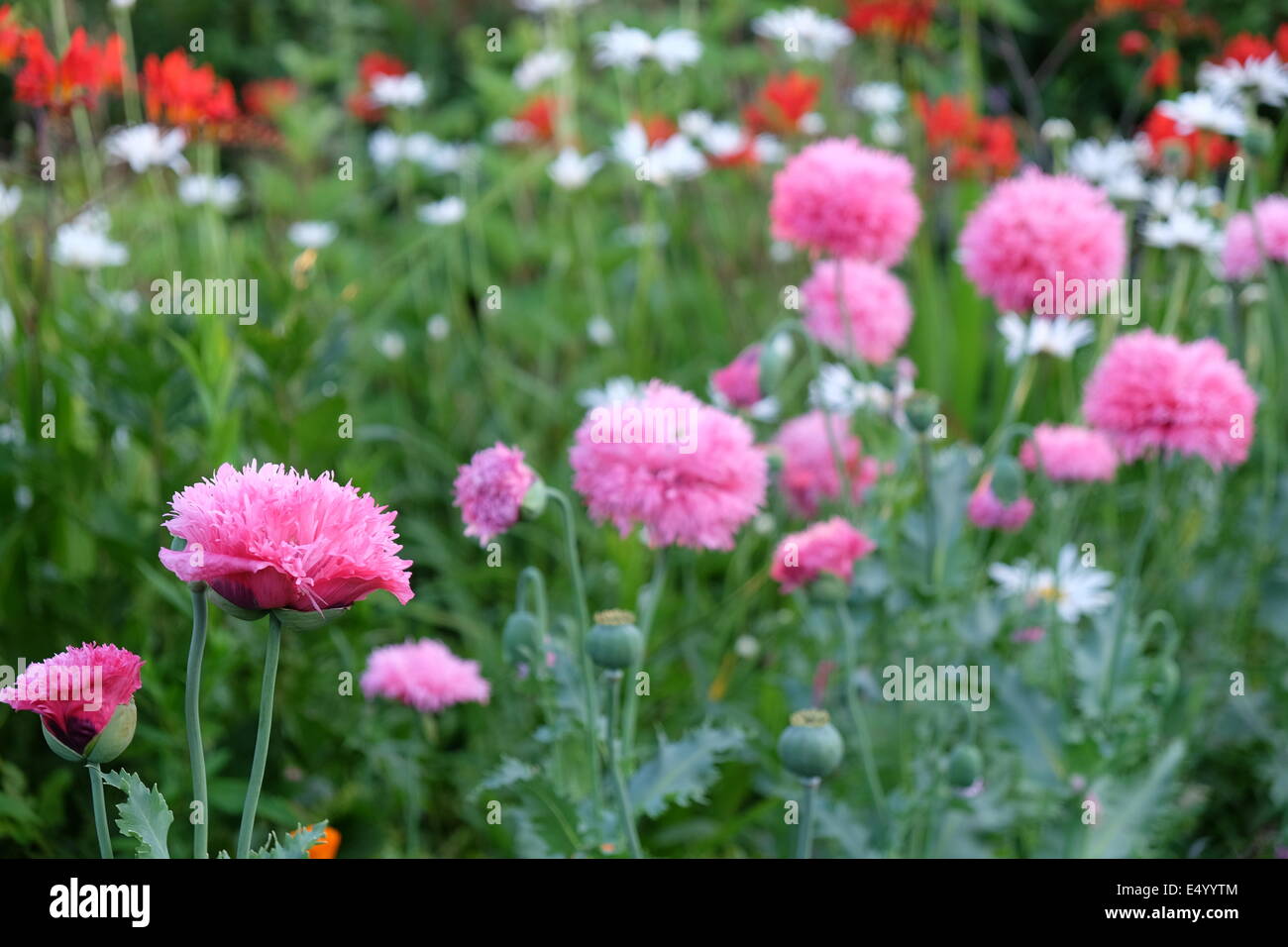 poppies flowering in summer Stock Photo - Alamy