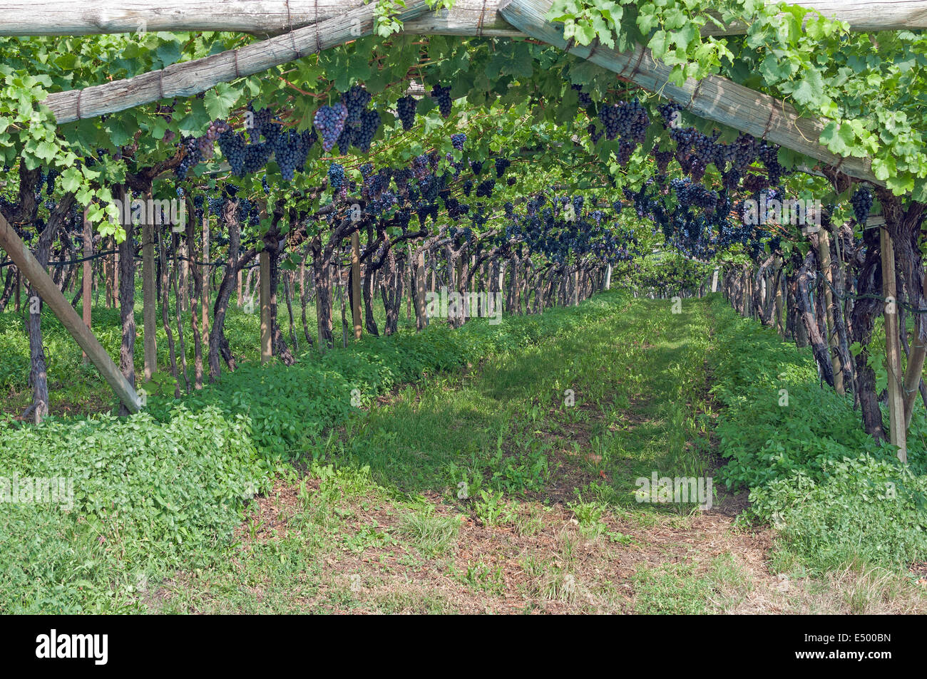 Wine Growing Tradition High Resolution Stock Photography and Images - Alamy