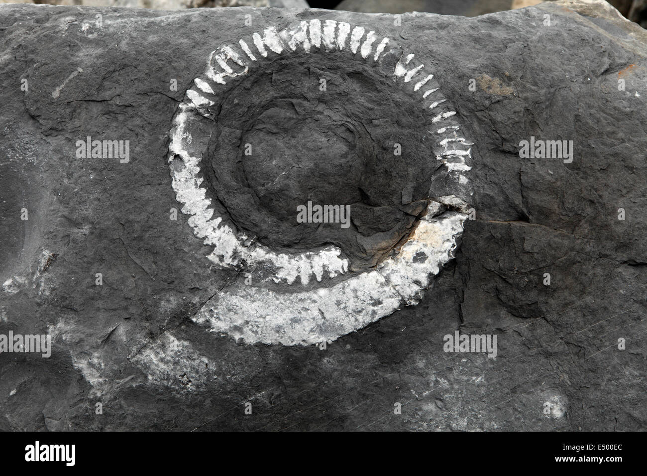 Fossil in rocks, number 9 Stock Photo - Alamy