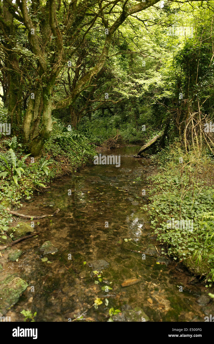 Wooded grove hi-res stock photography and images - Alamy