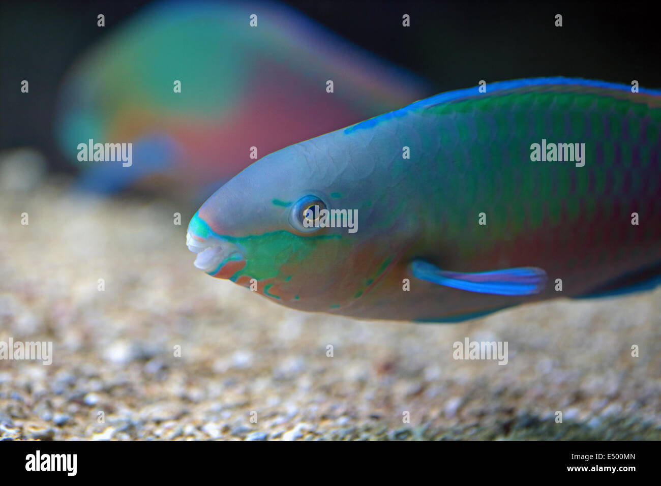 Parrotfish teeth hi-res stock photography and images - Alamy