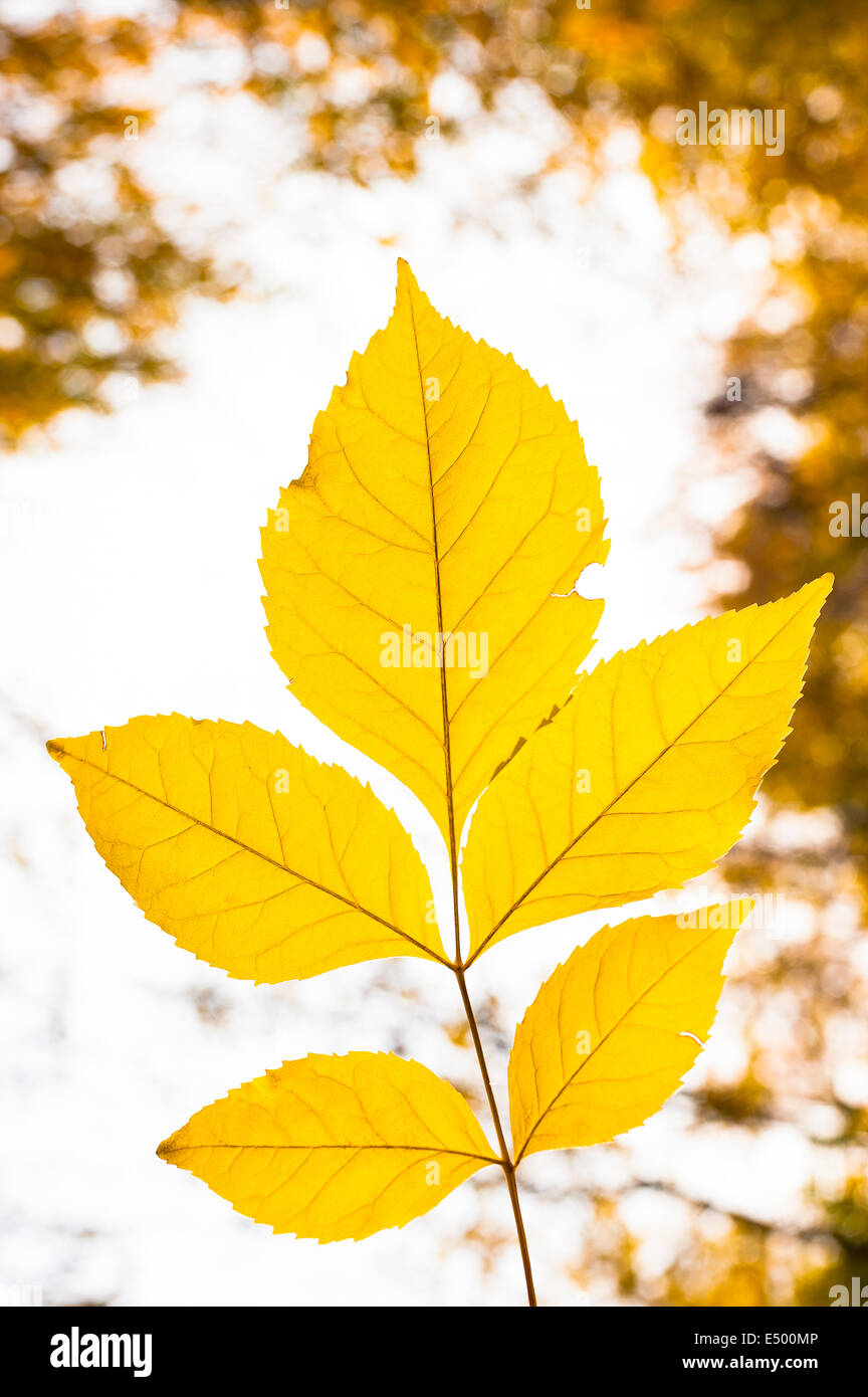 Leaf yellow bunch fall season isolated plants hi-res stock photography ...
