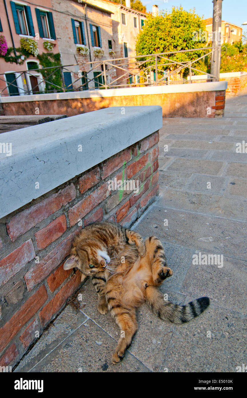 Venice cat hi-res stock photography and images - Alamy