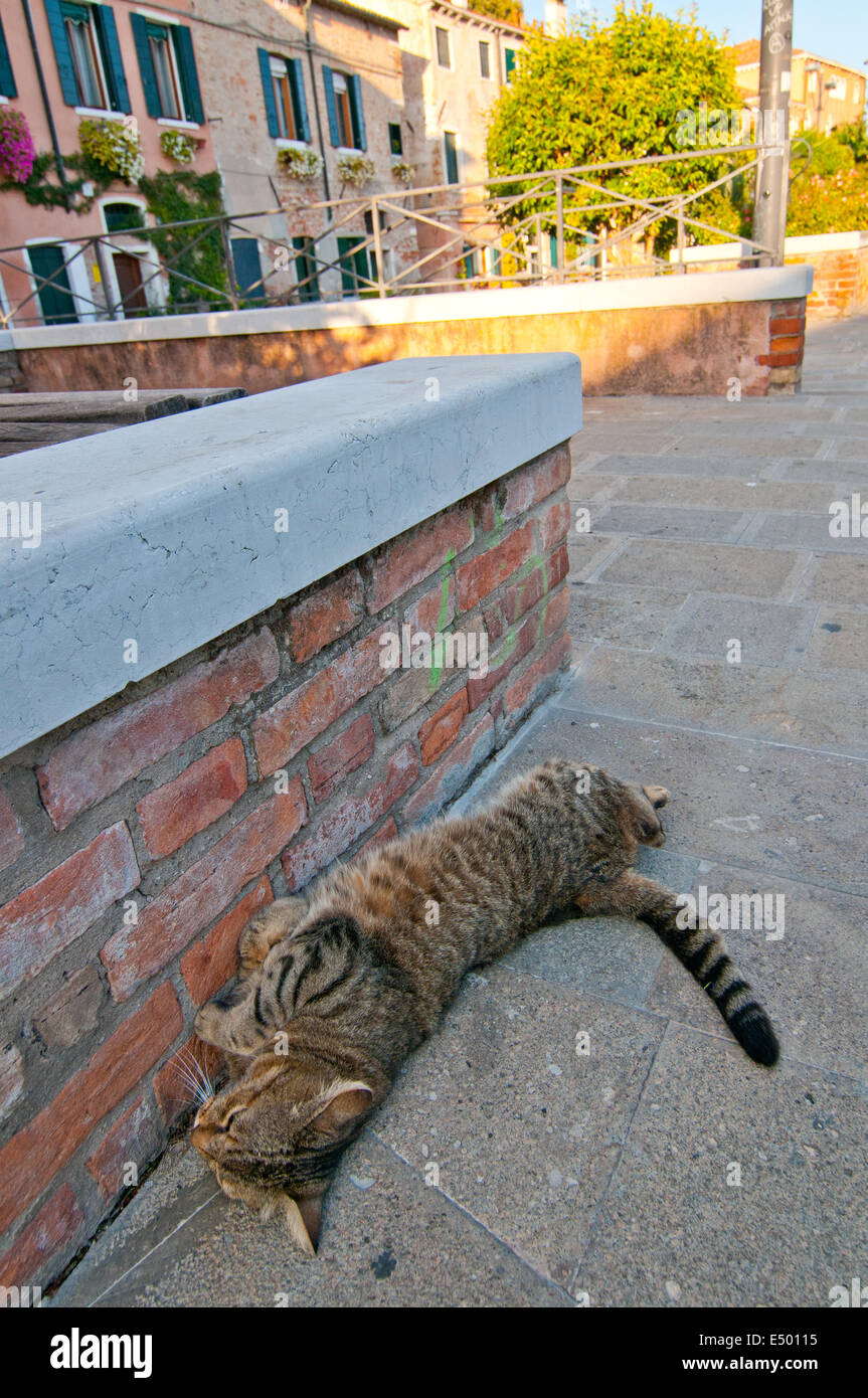 Venice cat hi-res stock photography and images - Alamy