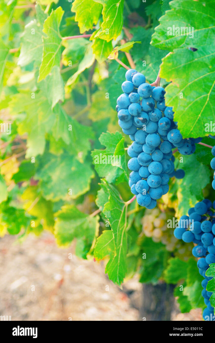 Sweet and tasty blue grape bunch Stock Photo - Alamy