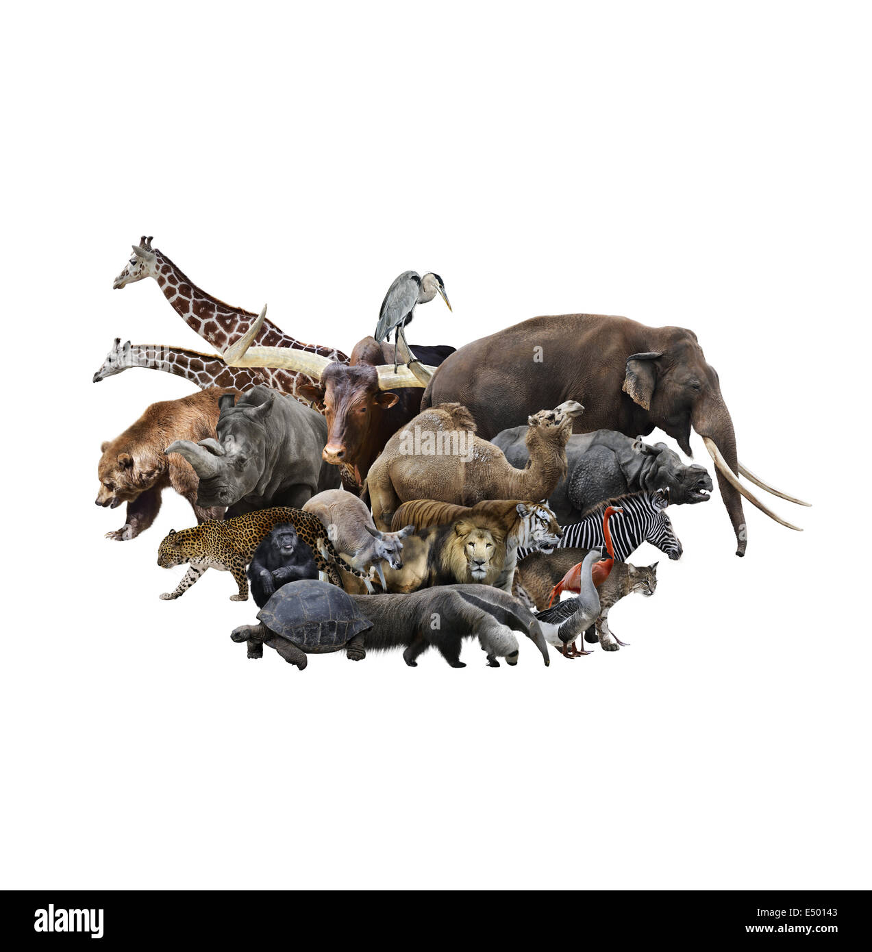 Animals Cut Out Stock Images & Pictures - Alamy