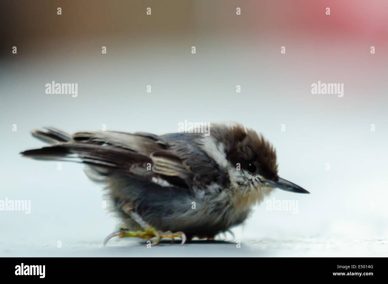 cute little baby bird Stock Photo - Alamy