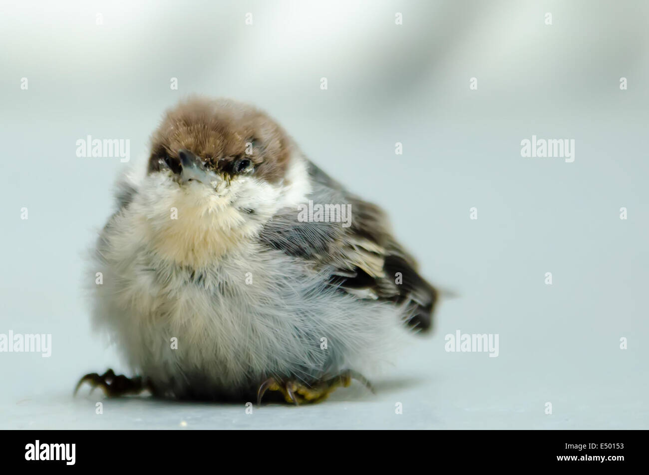 cute little baby bird Stock Photo - Alamy