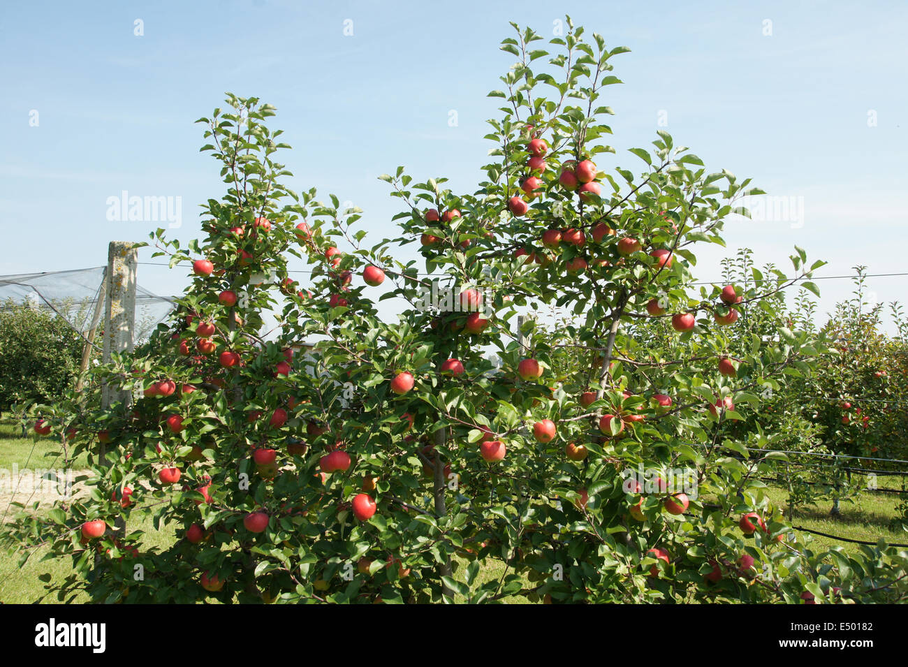 Topaz apple malus hi-res stock photography and images - Alamy