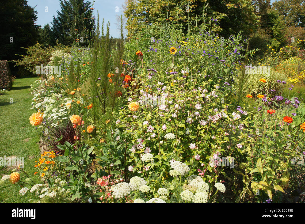 Rose of althea hi-res stock photography and images - Alamy