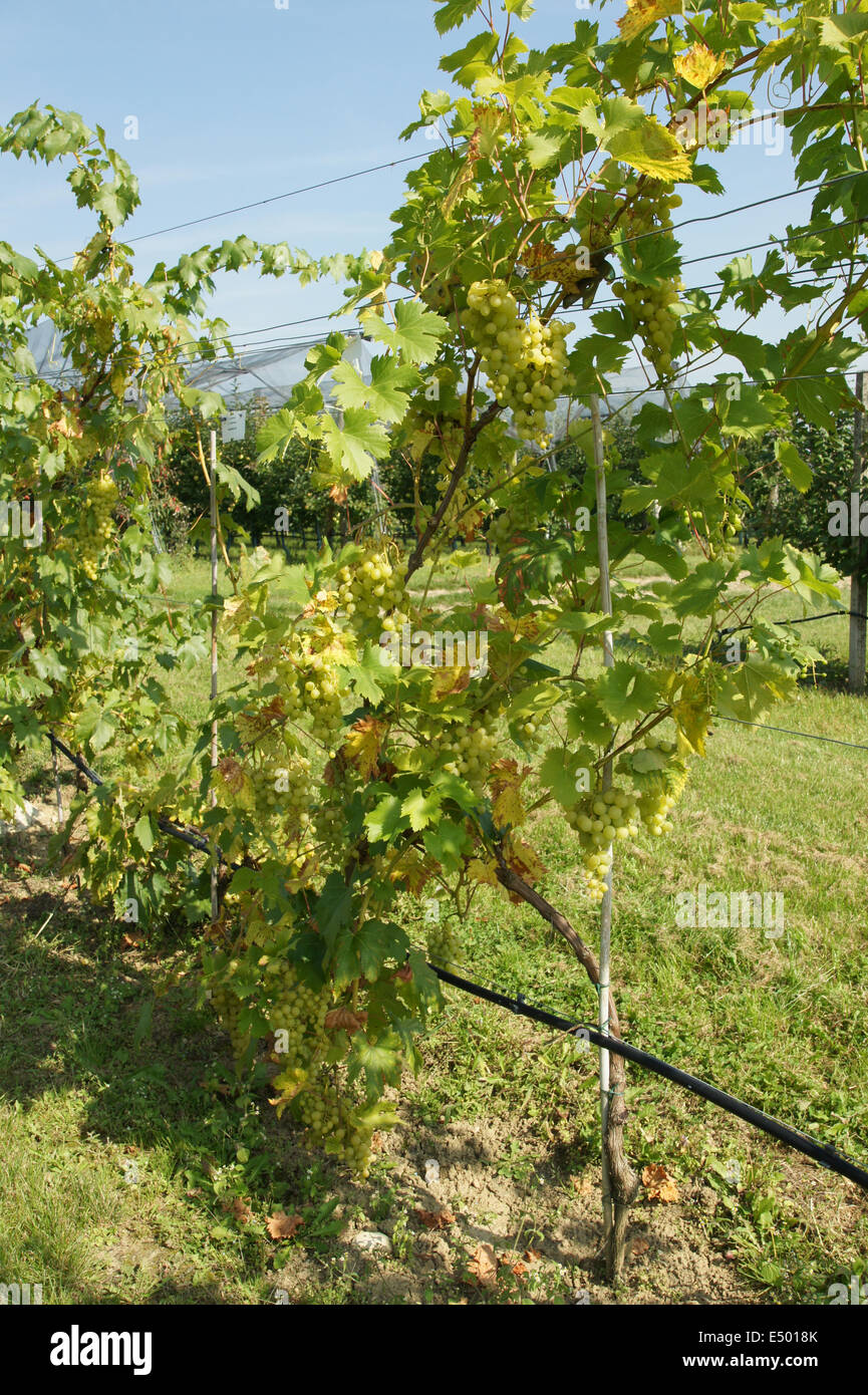 Vitis vinifera fanny hi-res stock photography and images - Alamy