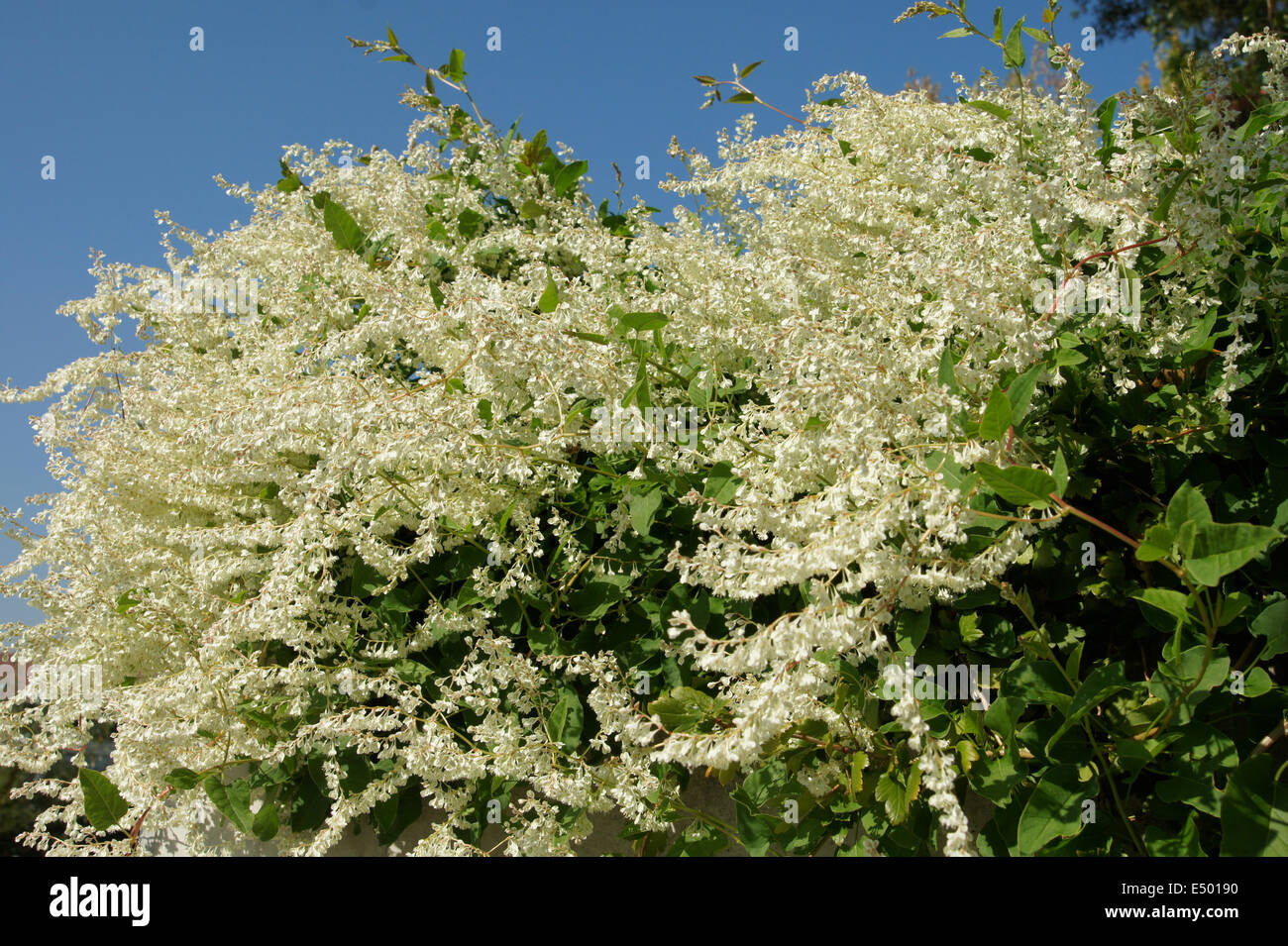 Polygonum baldschuanicum hi-res stock photography and images - Alamy