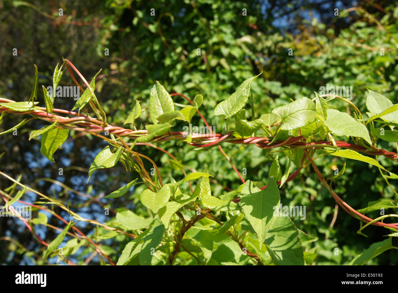 Polygonum Baldschuanicum High Resolution Stock Photography and Images ...