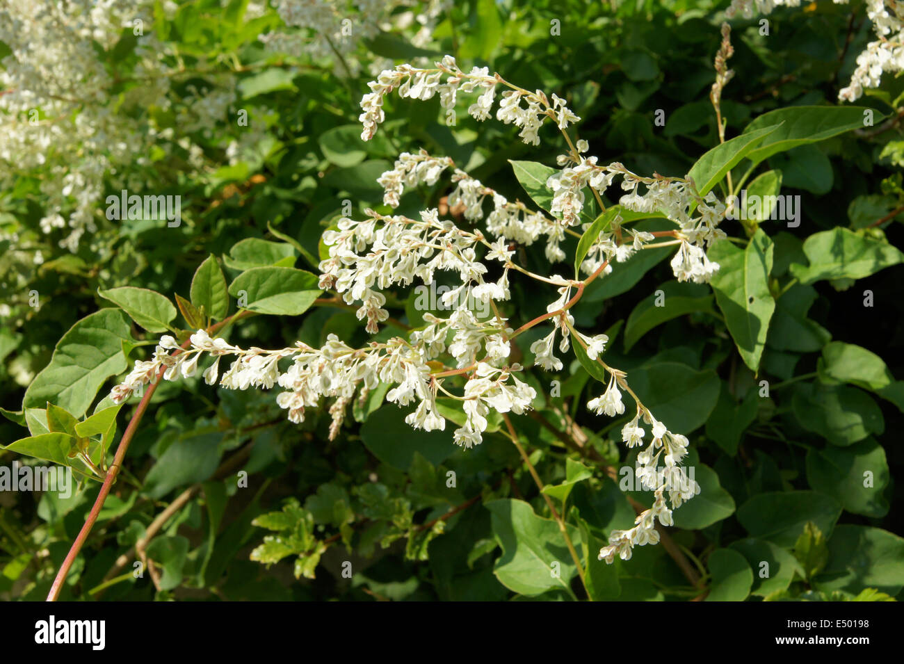 Russian vine hi-res stock photography and images - Alamy