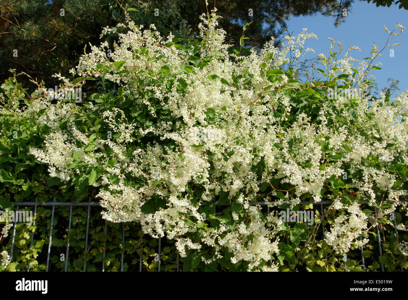 Russian Vine High Resolution Stock Photography and Images - Alamy