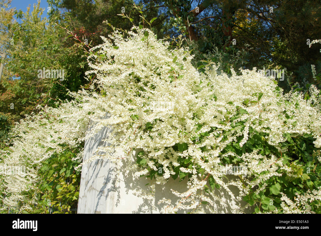 Russian Vine High Resolution Stock Photography and Images - Alamy