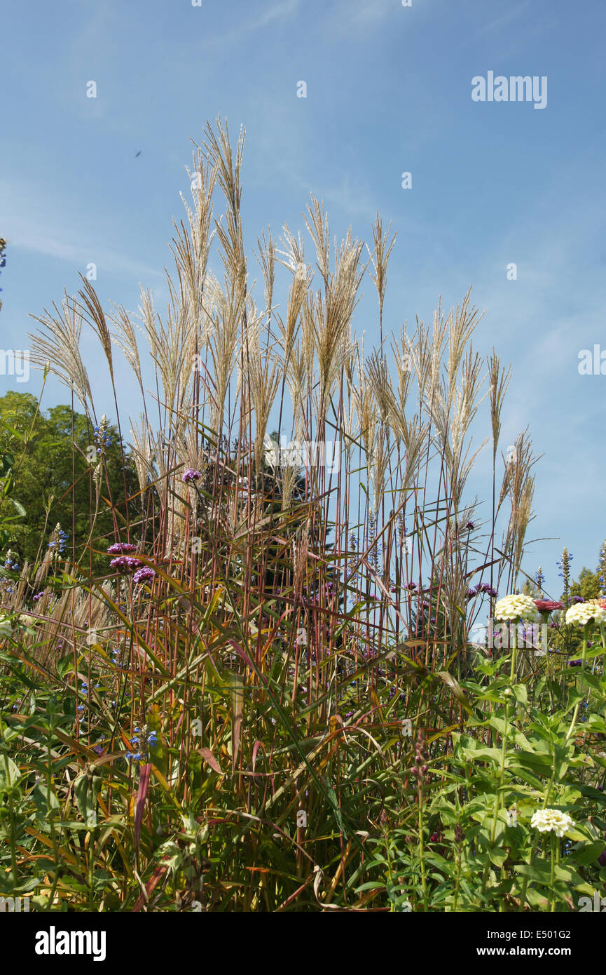 Chinese grass hi-res stock photography and images - Alamy