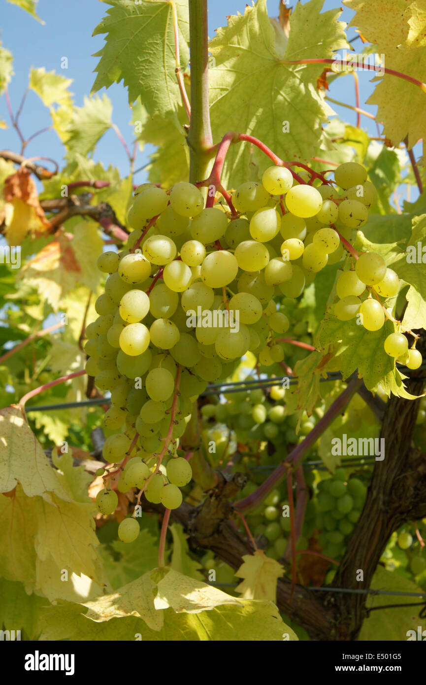 Regina grapes hi-res stock photography and images - Alamy