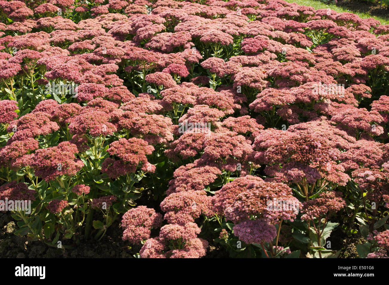 Live forever stonecrop hi-res stock photography and images - Alamy