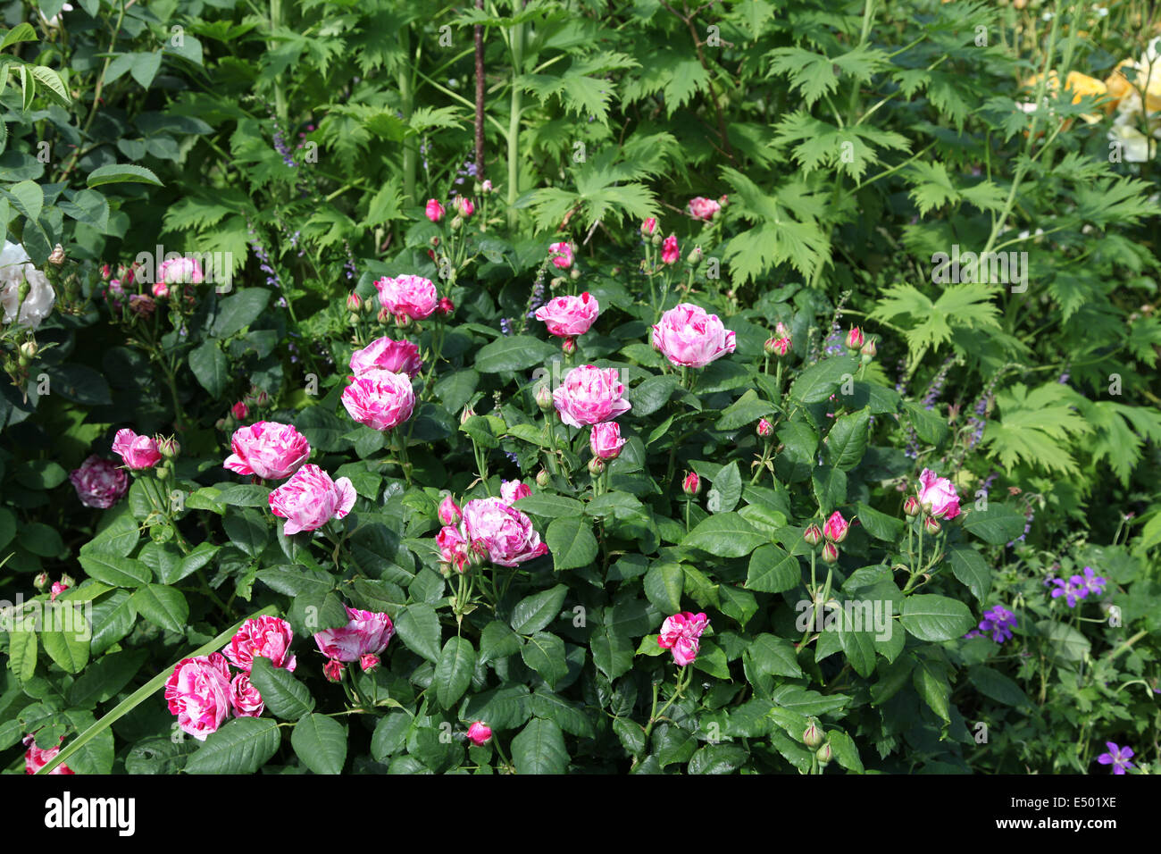 Rosa "Ferdinand Pichard Stock Photo - Alamy