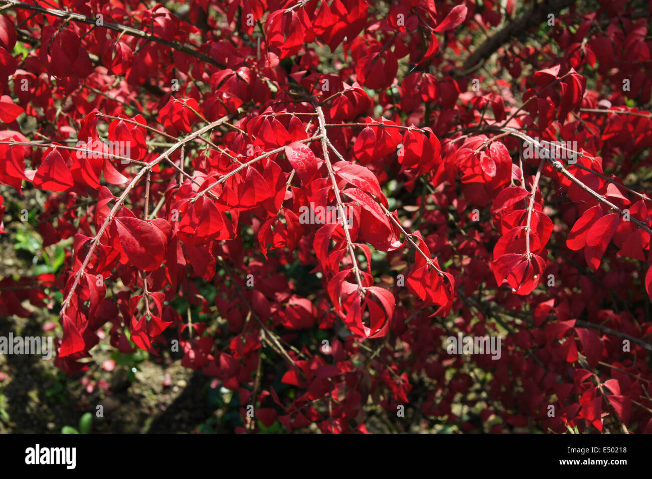 Burning Bush High Resolution Stock Photography and Images - Alamy