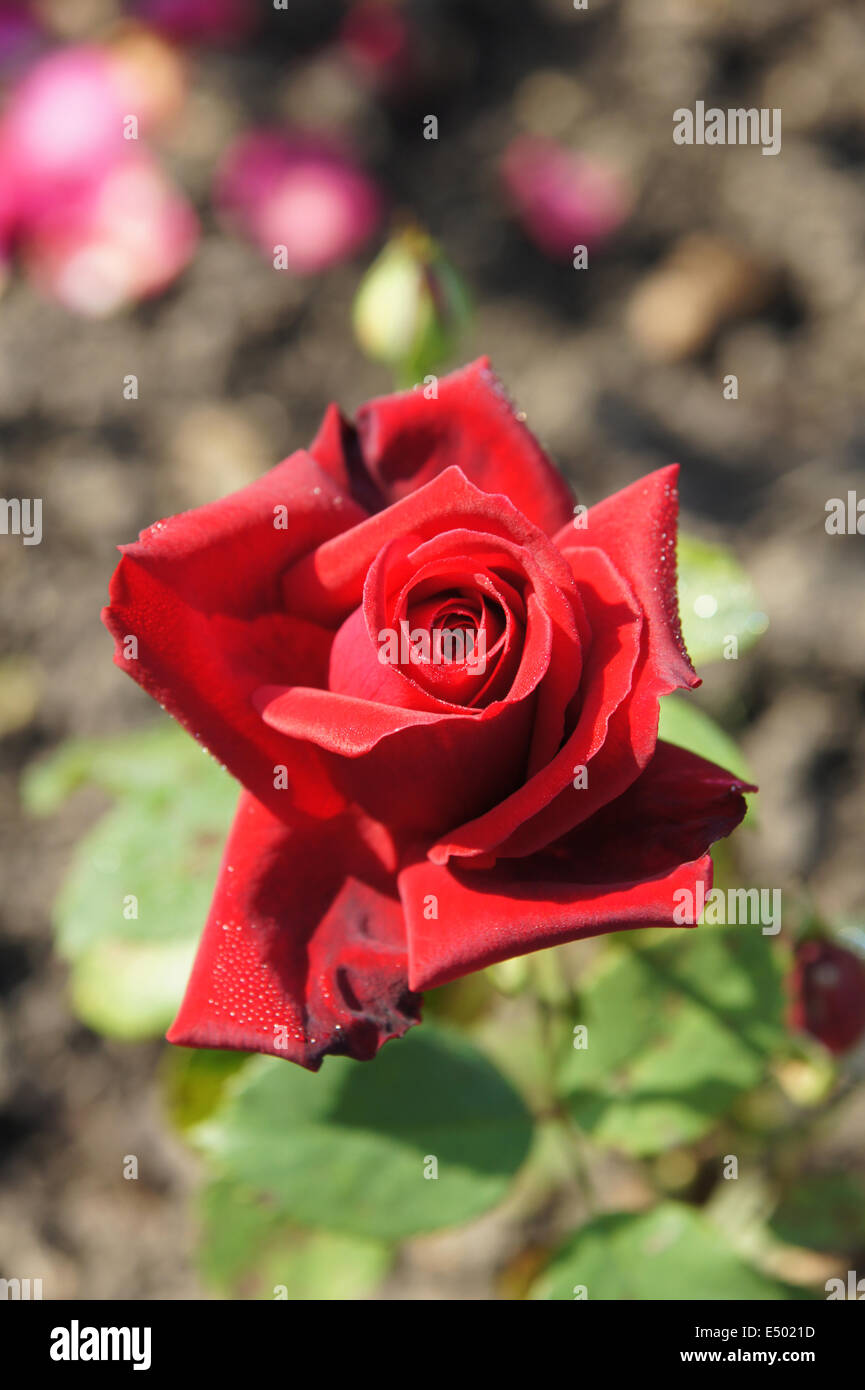 Hybrid ros hi-res stock photography and images - Alamy