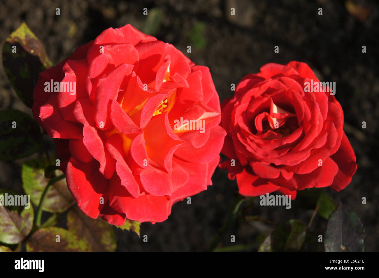 Hybrid ros hi-res stock photography and images - Alamy