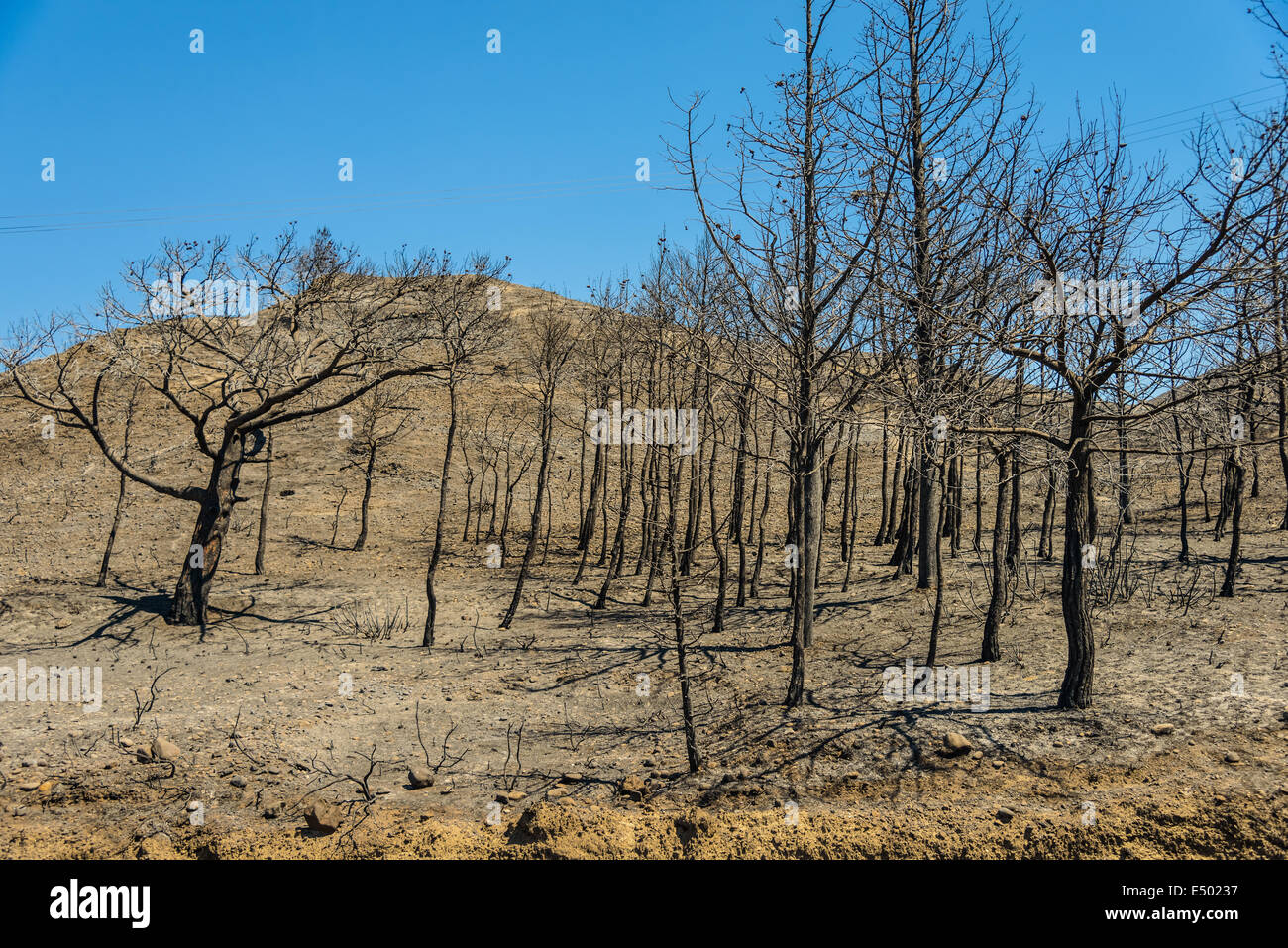Desolate forest after fire hi-res stock photography and images - Alamy