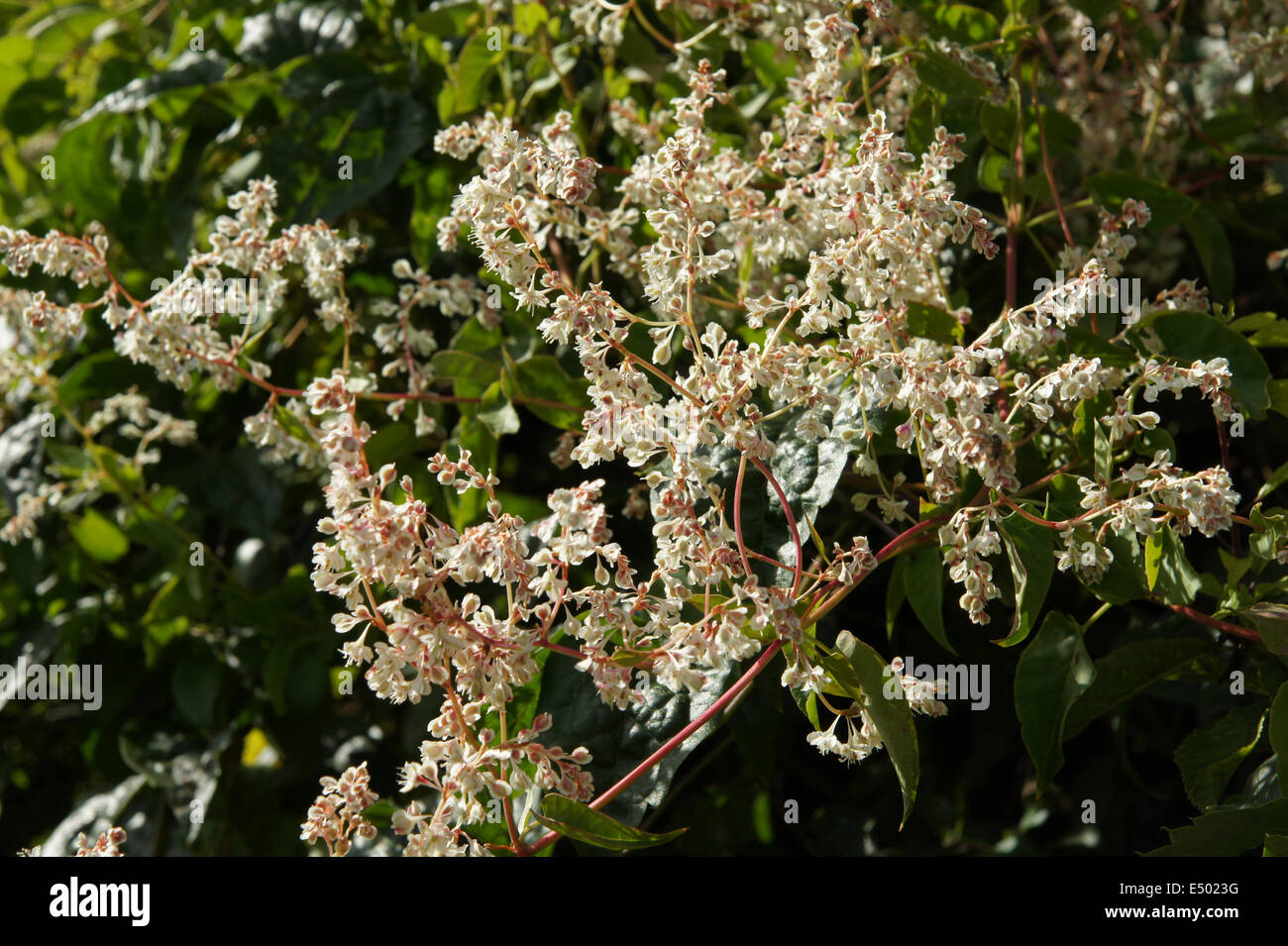 Russian Vine High Resolution Stock Photography and Images - Alamy
