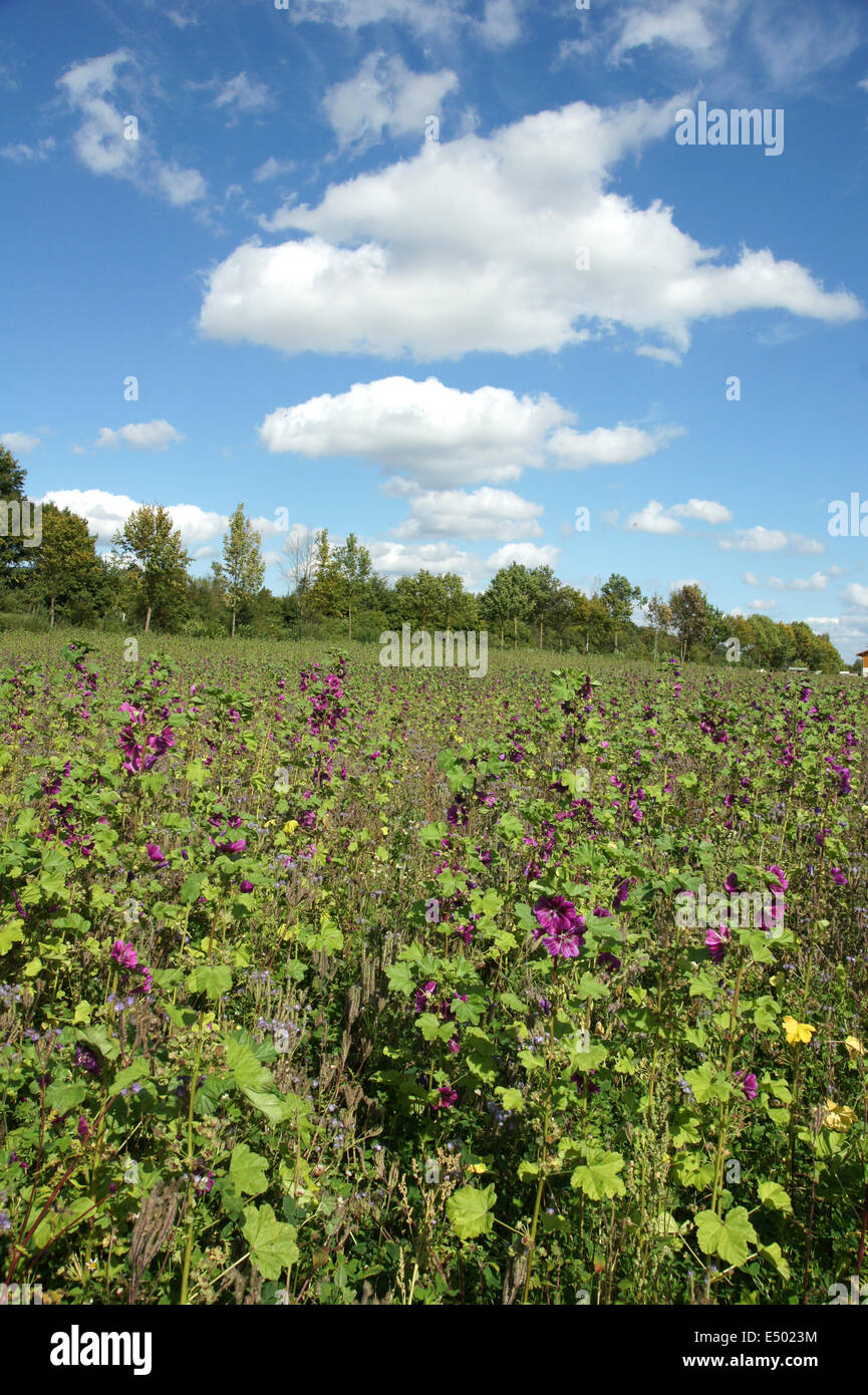 Mallows hi-res stock photography and images - Alamy