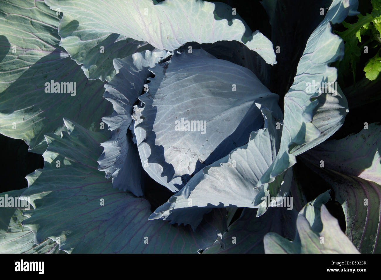 Kohl blue hi-res stock photography and images - Alamy