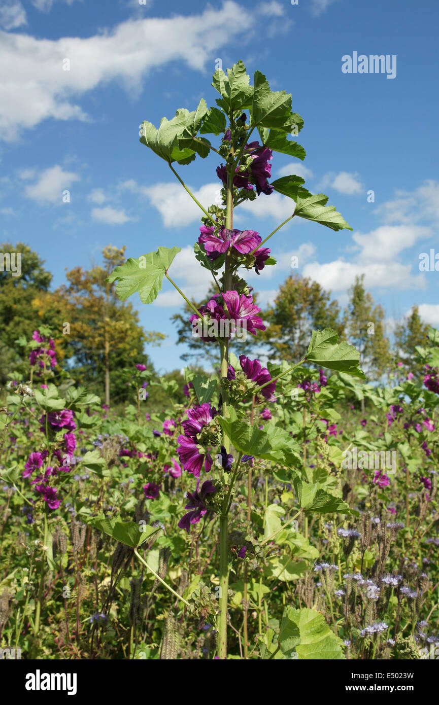 Mallows blumen hi-res stock photography and images - Alamy