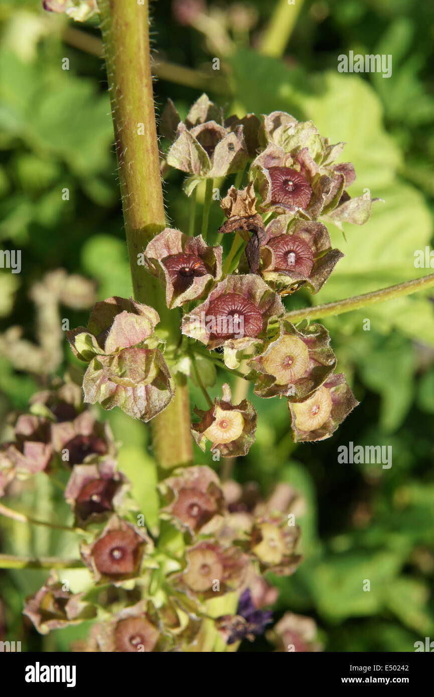 Mallows blumen hi-res stock photography and images - Alamy