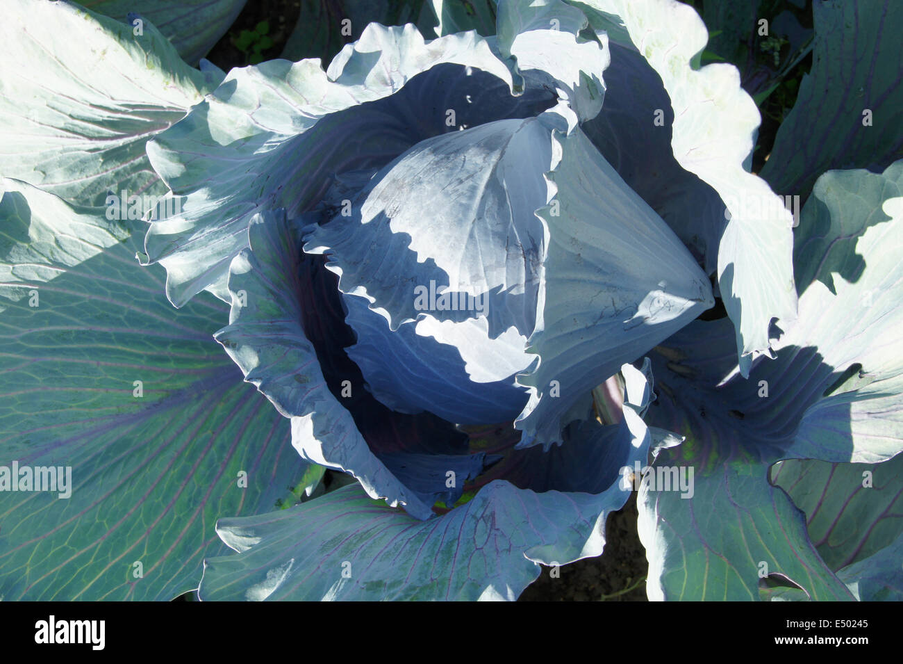 Kohl blue hi-res stock photography and images - Alamy