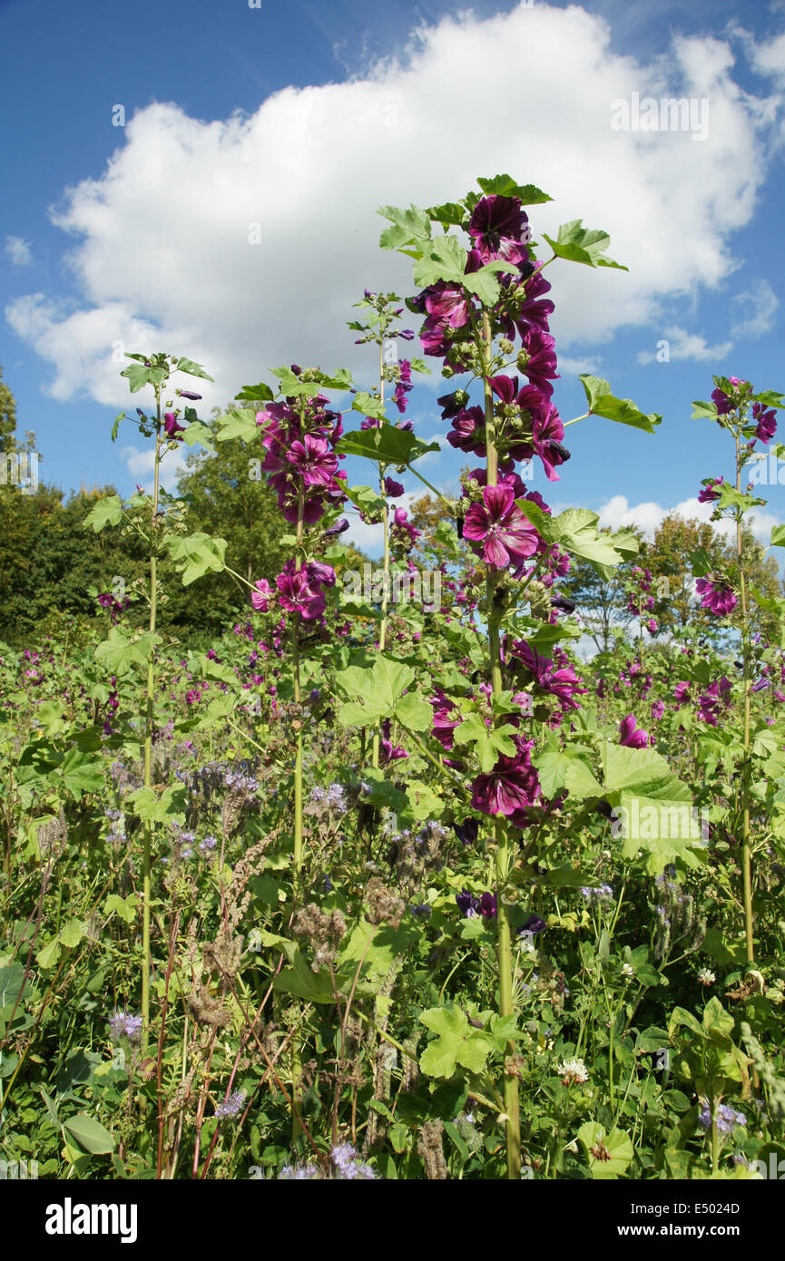 Mallows blumen hi-res stock photography and images - Alamy