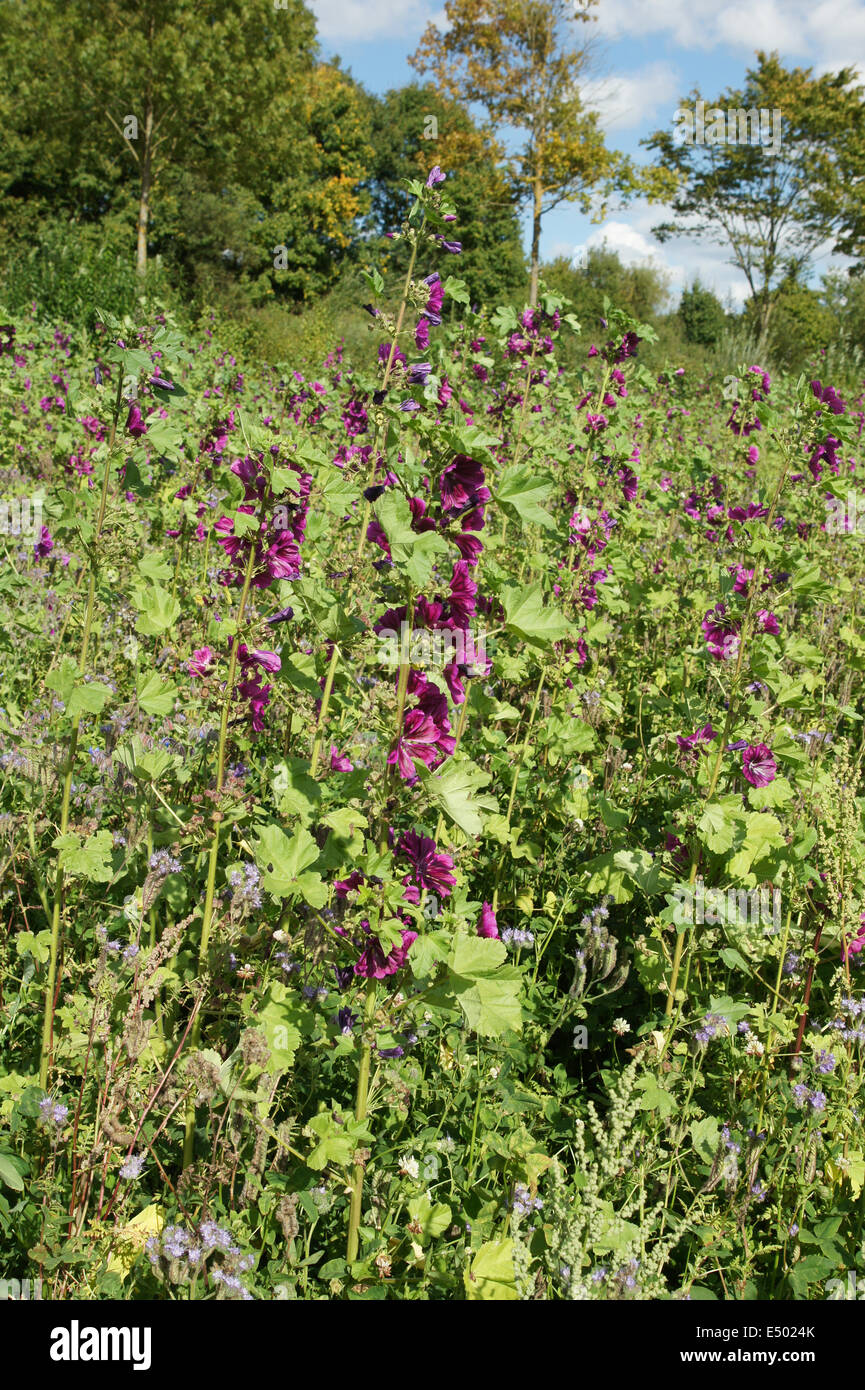 Mallows blumen hi-res stock photography and images - Alamy