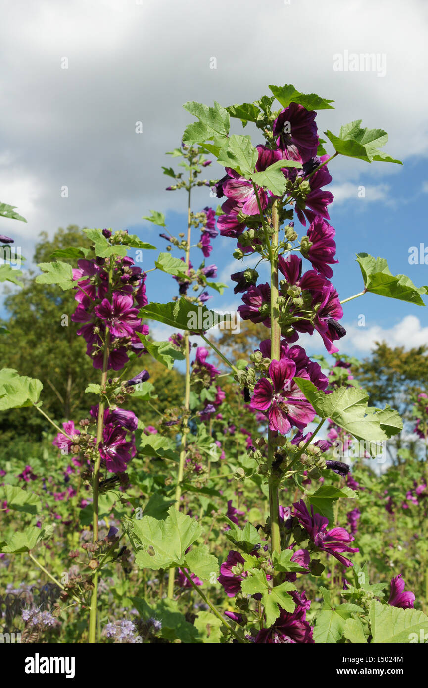 Kasepappel hi-res stock photography and images - Alamy