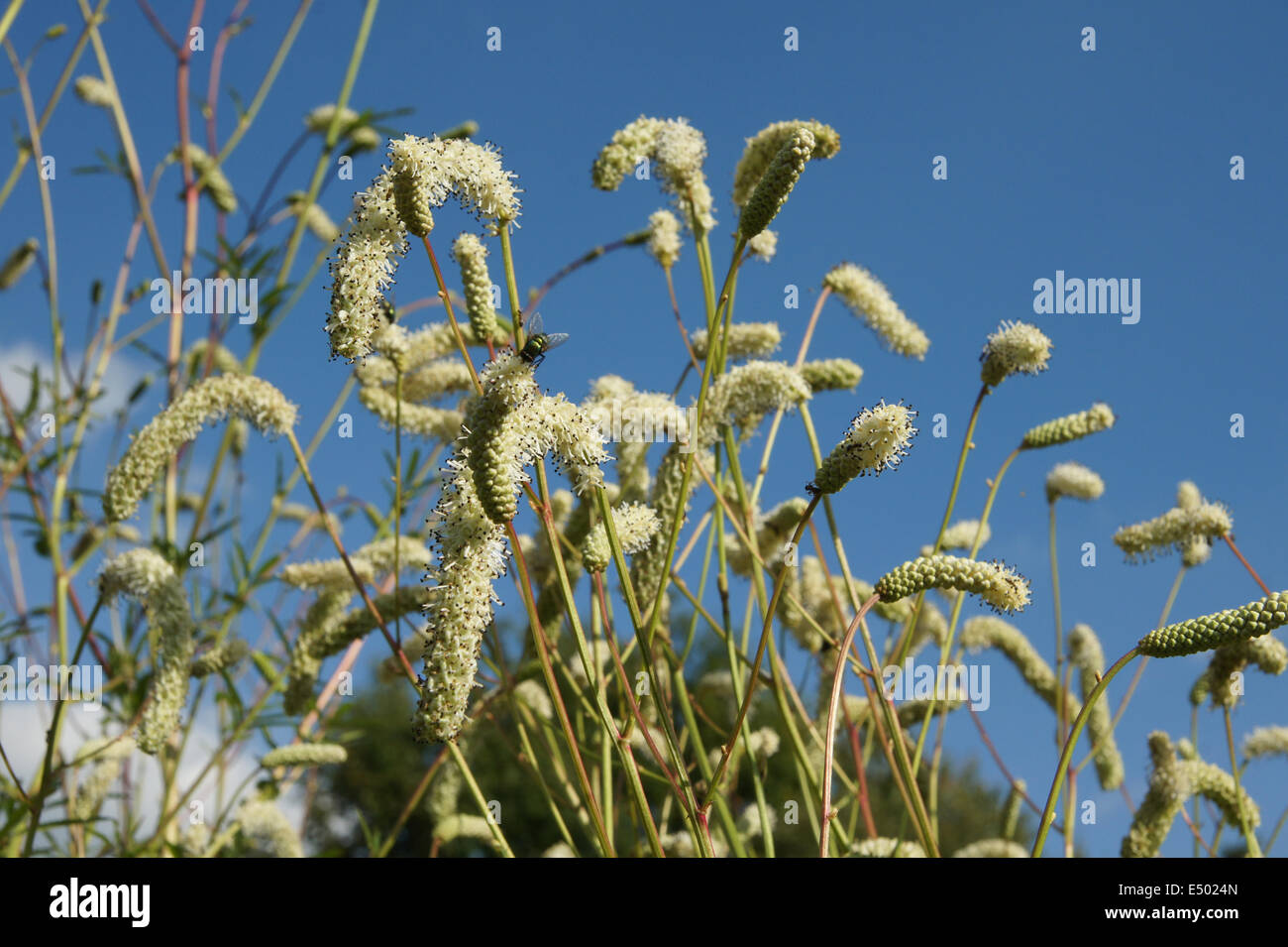 Asian burnet hi-res stock photography and images - Alamy