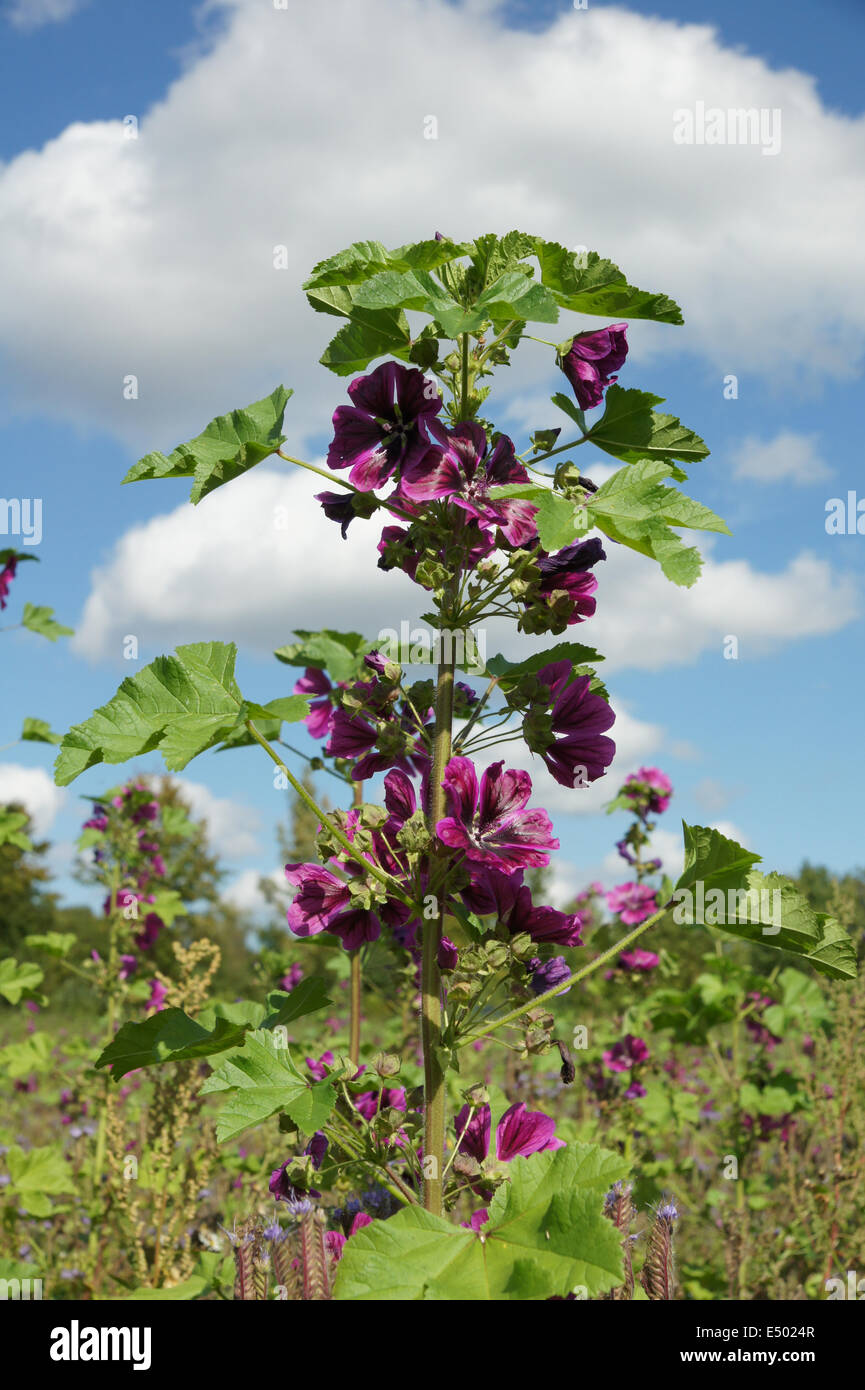 High tall mallow malva sylvestris hi-res stock photography and images ...